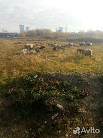 Бараны и телёнок