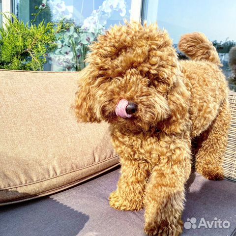 Ищем мальтийскую болонку /мальтипу для вязки с мал