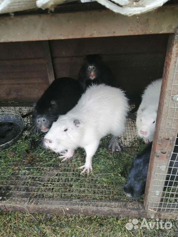 Нутрии и кролики