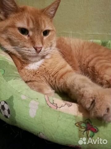 Кошечка Лиза