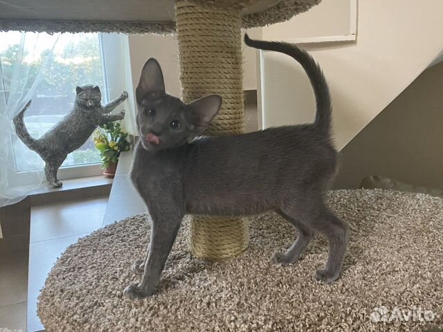 Ориентальная Голубая кошечка Лаванда