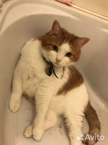 Рыжий кот