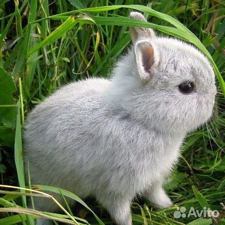 Карликовые кролики
