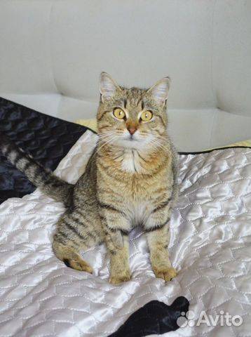 Кошка Кукла