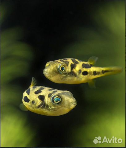 Карликовый тетрадон