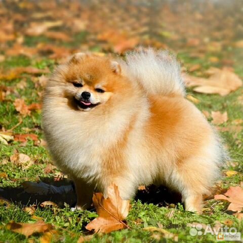 Возьму шпица до 7 т.р