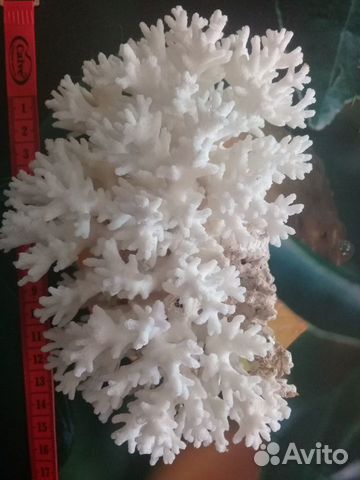 Коралл натуральный