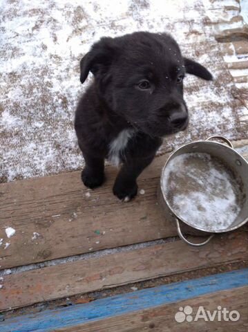 Отдам кутенка в хорошие руки,мальчик,привезём куда