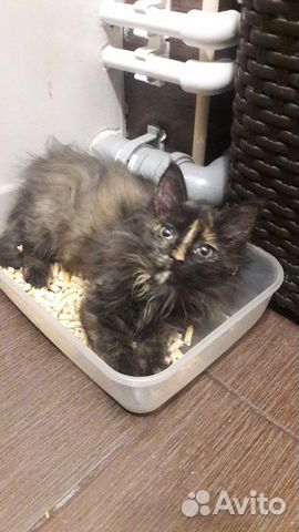Отдам в добрые руки маленький кусочек счастья