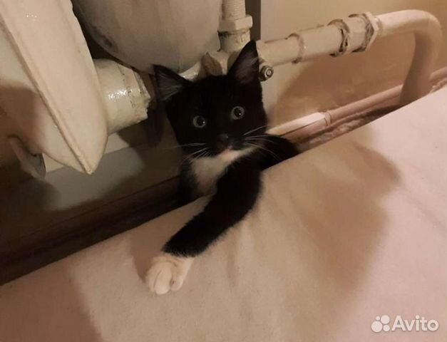 Маленький комочек счастья)