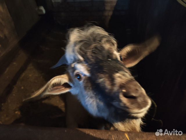 Продам козла