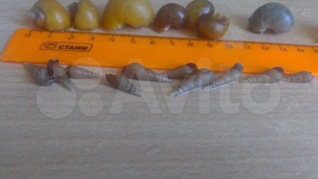 Отдам 17 улиток голубых желтых ампулярий меланий