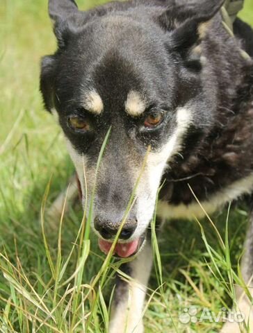 Собака с очень несчастной сутьбой