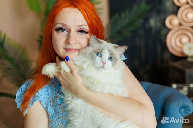 Котята рэгдолл, есть биколоры и скидочный котенок