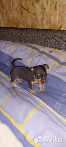 Той-терьер щенки