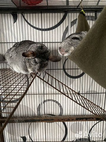 Шиншиллы с вольером