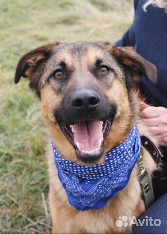 Собака в добрые руки, Бурбон очень ищет дом