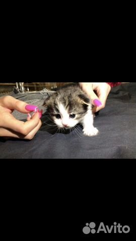 Котята бесплатно вислоухие шотландцы