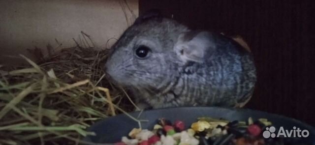 Британская серебристая шиншилла