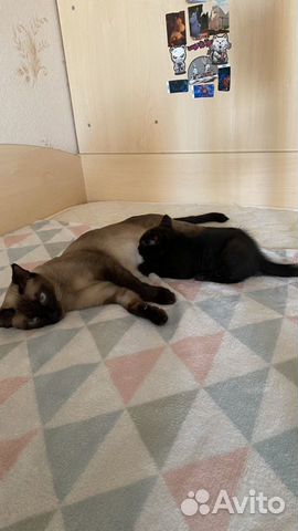 Котята от тайской мамы