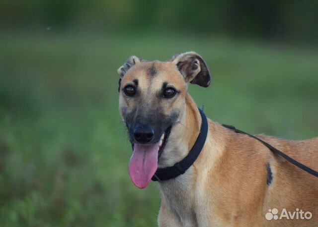 Лада ищет дом