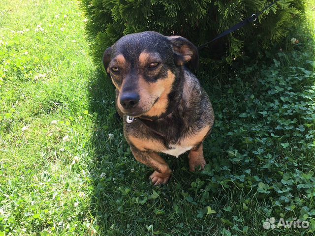 Собака в добрые руки