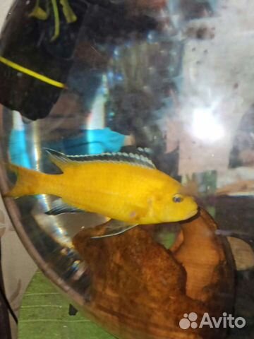 Рыбка цихлида-колибри