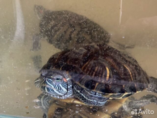 Черепахи, красноухие продам с аквариумом