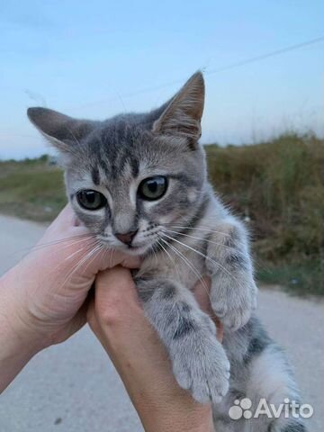 Котята - подброшенки ищут дом