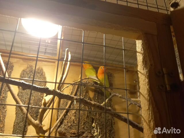 Неразлучники фишера