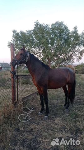 Жеребец карачаевской породы