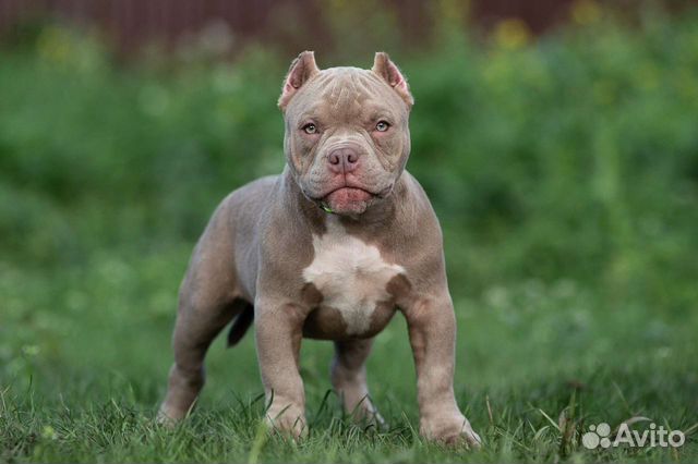 Американский булли кобель 4 мес
