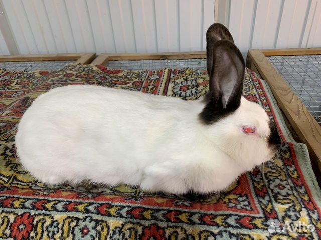 Кролики калифорния самка