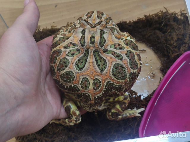 Лягушка Рогатка