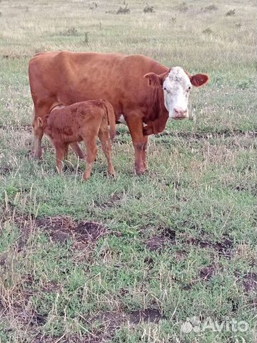 Корова с теленком и тëлка