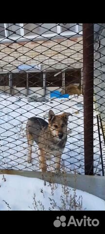 Собака в добрые руки отдам бесплатно