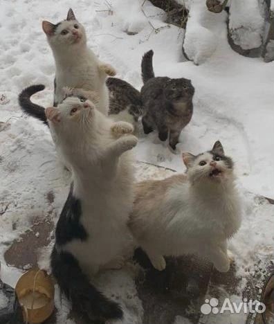 Умоляют вас о помощи котики с дач