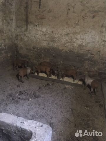 Поросенок ландрас+дюрок