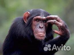 Обезьяна багдан