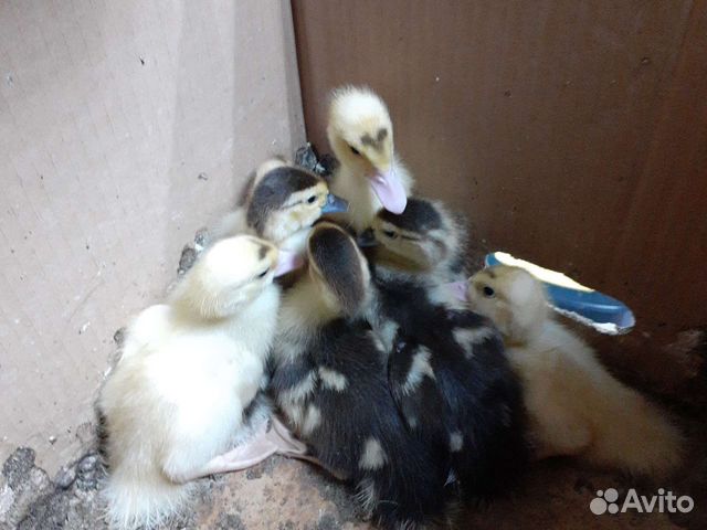 Индоутята подростки