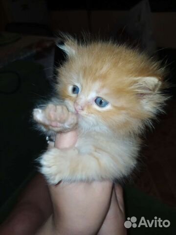 Кот