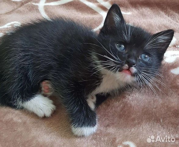 Мальчик около 2х мес