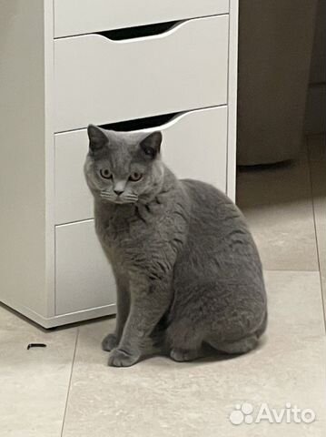 Британский кот