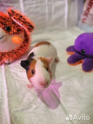 Морская свинка