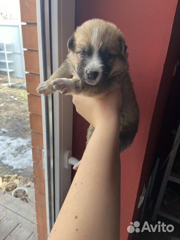 Щенок девочка в добрые руки бесплатно