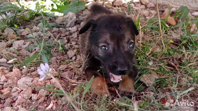 Щенок в добрые ручи