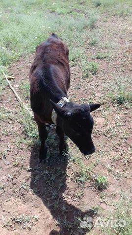 Телята бычки