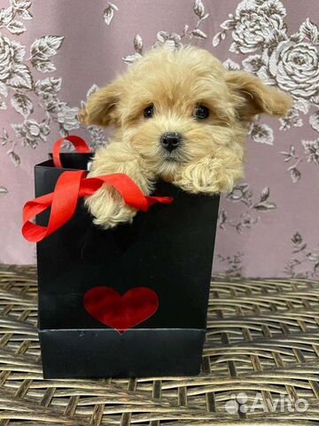 Счастье в сумке)