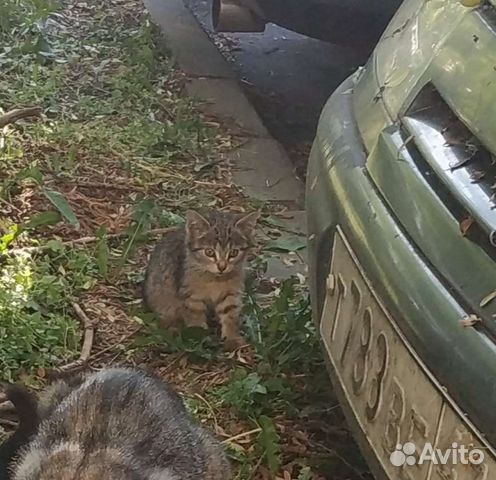 Микро котик