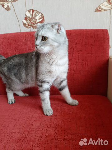 Шотландские вислоухие котята